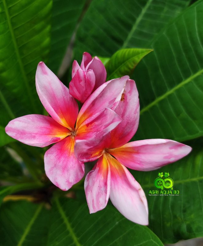 Dauden Purple – Agri Aqua BD