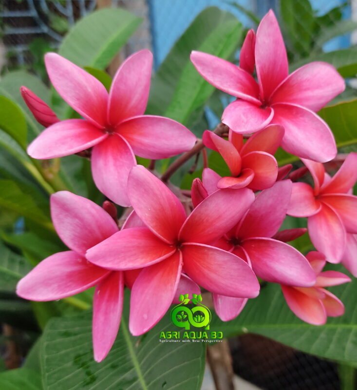 Kimberly Rose – Agri Aqua BD