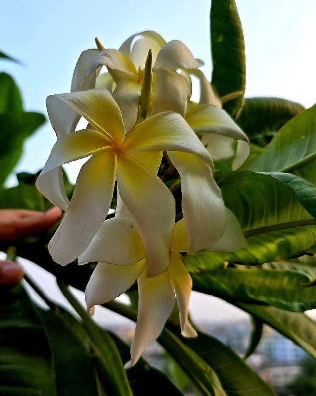 Ammaron’s Curly White – Agri Aqua BD