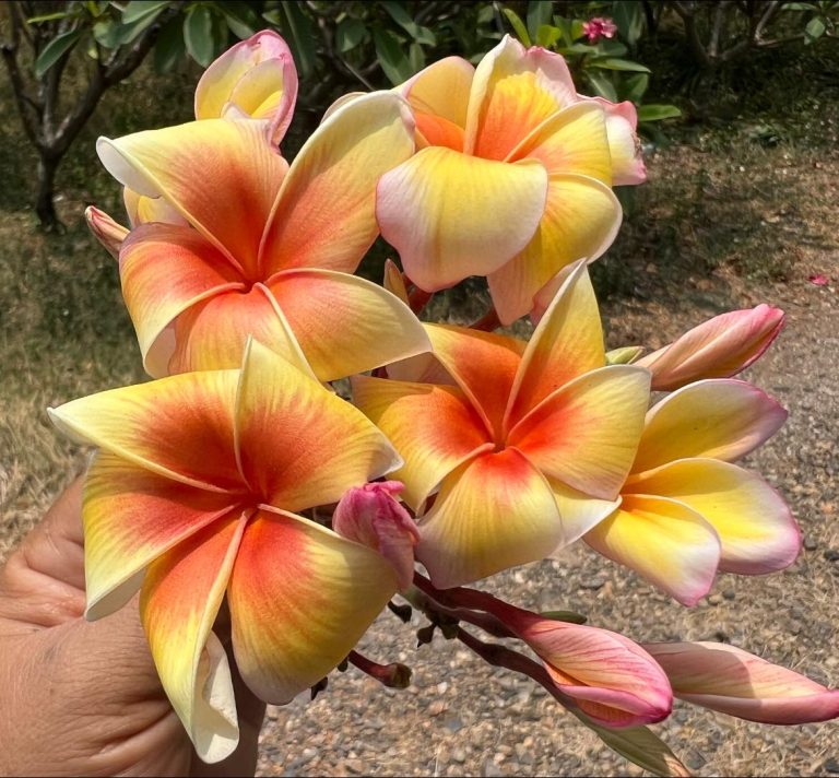 Pra Nakorn Yellow – Agri Aqua BD