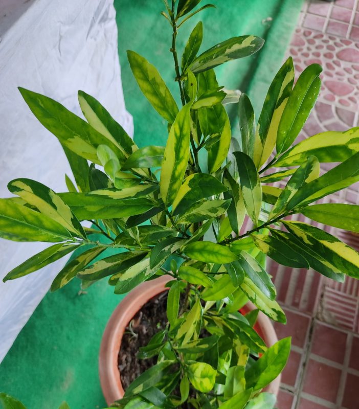 Suregada Multiflora Variegated – Agri Aqua BD