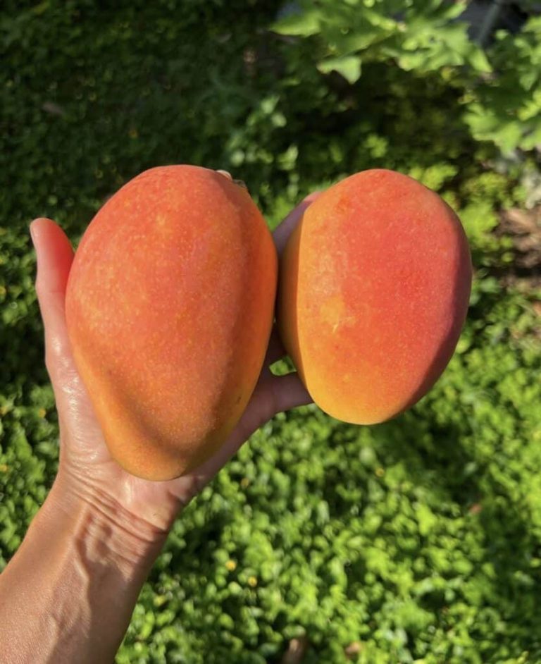 “Angie” (A Florida Mango Variety) Mango plant – Grafted – Agri Aqua BD